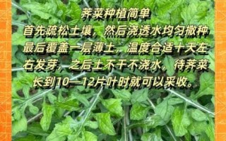 荠菜什么时候种最好_荠菜怎么种才高产