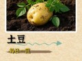 马铃薯品种有哪些_马铃薯品种怎么选