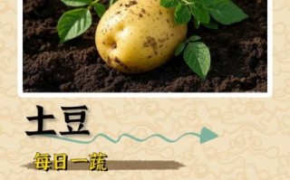 马铃薯品种有哪些_马铃薯品种怎么选