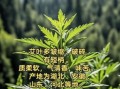 艾叶草图片长什么样_艾叶草的功效与作用有哪些
