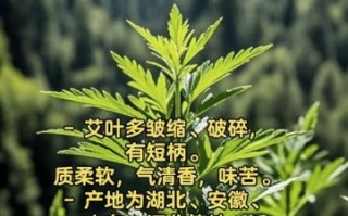 艾叶草图片长什么样_艾叶草的功效与作用有哪些