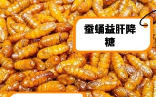 蚕蛹图片_蚕蛹营养价值
