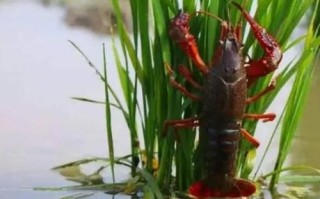 小龙虾养殖技术大全_水稻田能养小龙虾吗