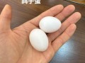 鸽子蛋价格多少钱一斤_鸽子蛋为什么这么贵