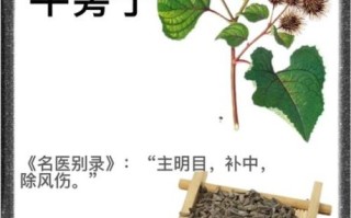 牛蒡别名叫什么_牛蒡别名有哪些