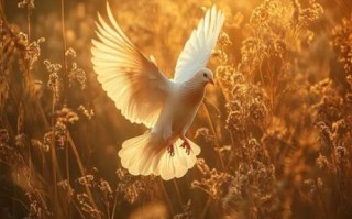 鸽子图片唯美_如何拍出治愈感