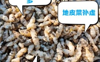 地耳菜的功效与作用有哪些_地耳菜怎么吃最营养