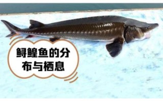 中华鲟是几级保护动物_中华鲟保护级别