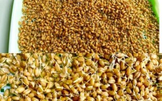 麦芽糖怎么做小零食_麦芽糖小零食做法大全