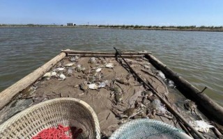 梭子蟹养殖基地选址_梭子蟹养殖技术