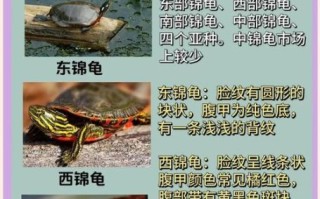 最有灵性的龟排名_哪些龟最通人性