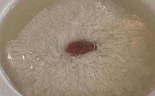 安徽八公山豆腐怎么做_正宗八公山豆腐长什么样