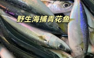 鲐鲅鱼的营养价值_孕妇能吃吗