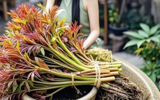 香椿芽苗菜多少钱一斤_新鲜香椿苗价格行情