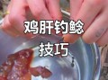 鸡肝钓鲶鱼技巧_鸡肝钓鲶鱼怎么挂钩