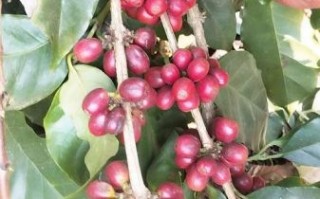 咖啡树长什么样_咖啡树外形特征