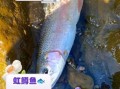 虹鳟鱼的营养价值_虹鳟鱼的功效与作用