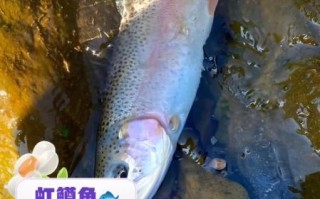 虹鳟鱼的营养价值_虹鳟鱼的功效与作用