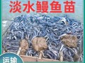鳝鱼苗价格多少钱一斤_鳝鱼苗批发行情