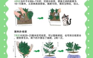 茼蒿菜怎么种植_茼蒿菜什么时候播种