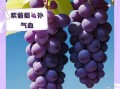 紫葡萄的功效与作用_吃紫葡萄能美白吗