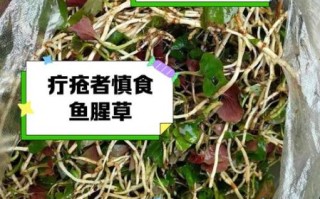 鱼腥草不能和什么一起吃_鱼腥草吃法大忌有哪些
