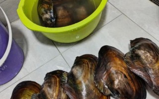 大河蚌怎么做好吃_大河蚌怎么处理干净