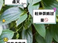 杜仲茶副作用有哪些_杜仲茶什么人不能喝
