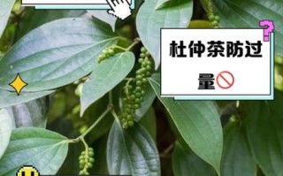 杜仲茶副作用有哪些_杜仲茶什么人不能喝