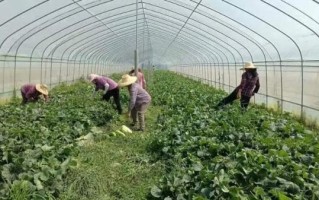 菜瓜图片大全大图_菜瓜长什么样