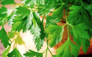 欧芹和芹菜的区别_欧芹和芹菜哪个更健康