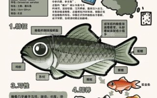 鲫鱼长什么样子_鲫鱼外形特征图解
