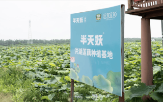 莲藕种植基地选址_莲藕种植技术要点