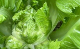 儿菜图片是什么菜_儿菜和儿菜的吃法区别