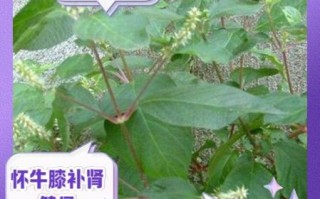 牛膝圆是哪个部位_牛膝圆的功效与作用