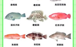 石斑鱼品种前十名排名_哪种最好吃