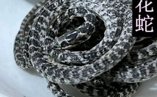 银包铁蛇是什么_银包铁蛇有毒吗