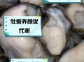 牡蛎肉的功效与作用_牡蛎肉怎么吃最营养