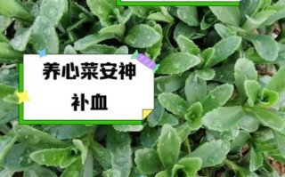 救心菜对肾不好是真的吗_肾功能不全能吃救心菜吗