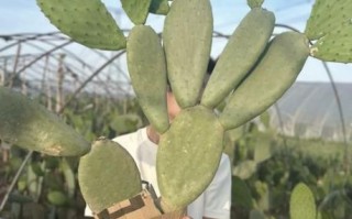 食用仙人掌图片_仙人掌怎么吃才安全