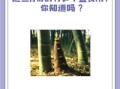 竹笋的营养价值及功效与禁忌_什么人不能吃竹笋