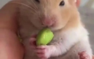 布丁仓鼠能吃什么水果_布丁仓鼠喜欢吃什么蔬菜