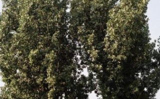 裟椤双树园是什么_裟椤双树园在哪