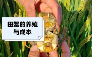 稻田蟹怎么养_稻田蟹和河蟹区别