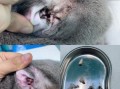 猫耳螨早期症状图片_猫耳螨初期怎么判断