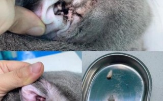 猫耳螨早期症状图片_猫耳螨初期怎么判断