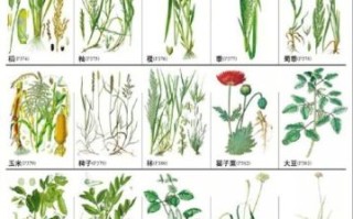 中草药大全图解_如何快速识别常见草药