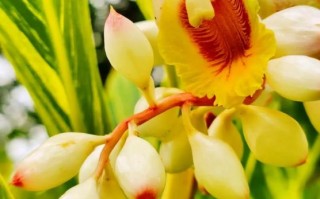 豆蔻年华是指多少岁_豆蔻年华的出处与含义