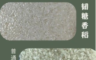 香米和普通大米区别_香米怎么选