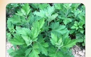 艾叶有几个品种_艾叶图片识别方法